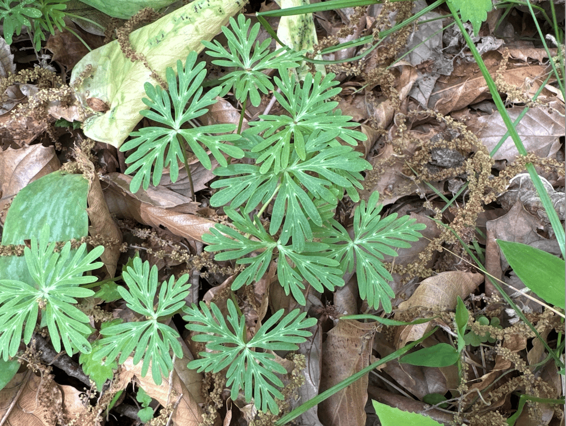 毒があるものもあるので要注意よもぎに似ている植物28種類を比較してみた【よもぎの見分け方】 - yomogi-base