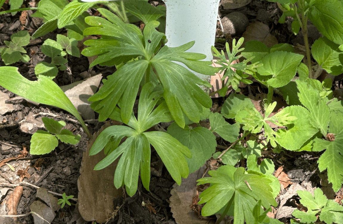 毒があるものもあるので要注意よもぎに似ている植物28種類を比較してみた【よもぎの見分け方】 - yomogi-base