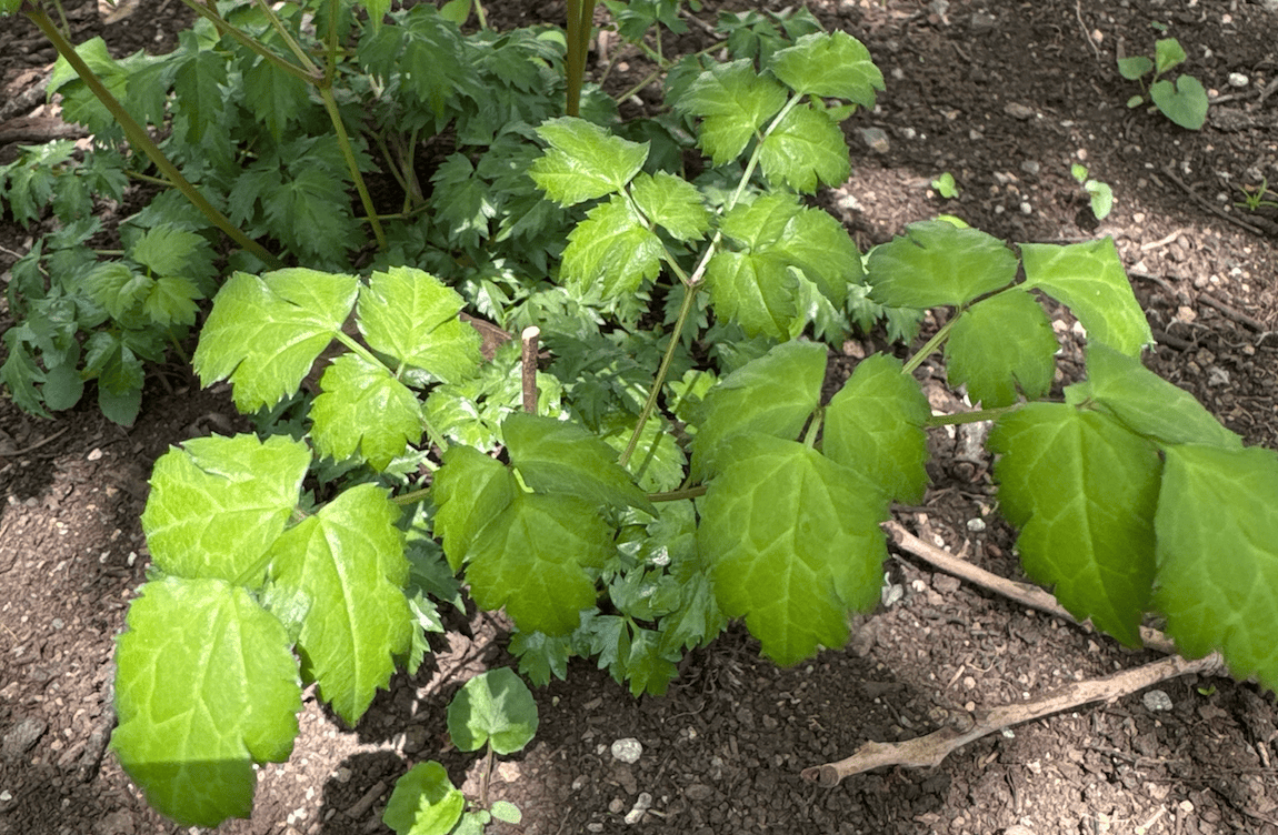 毒があるものもあるので要注意よもぎに似ている植物28種類を比較してみた【よもぎの見分け方】 - yomogi-base