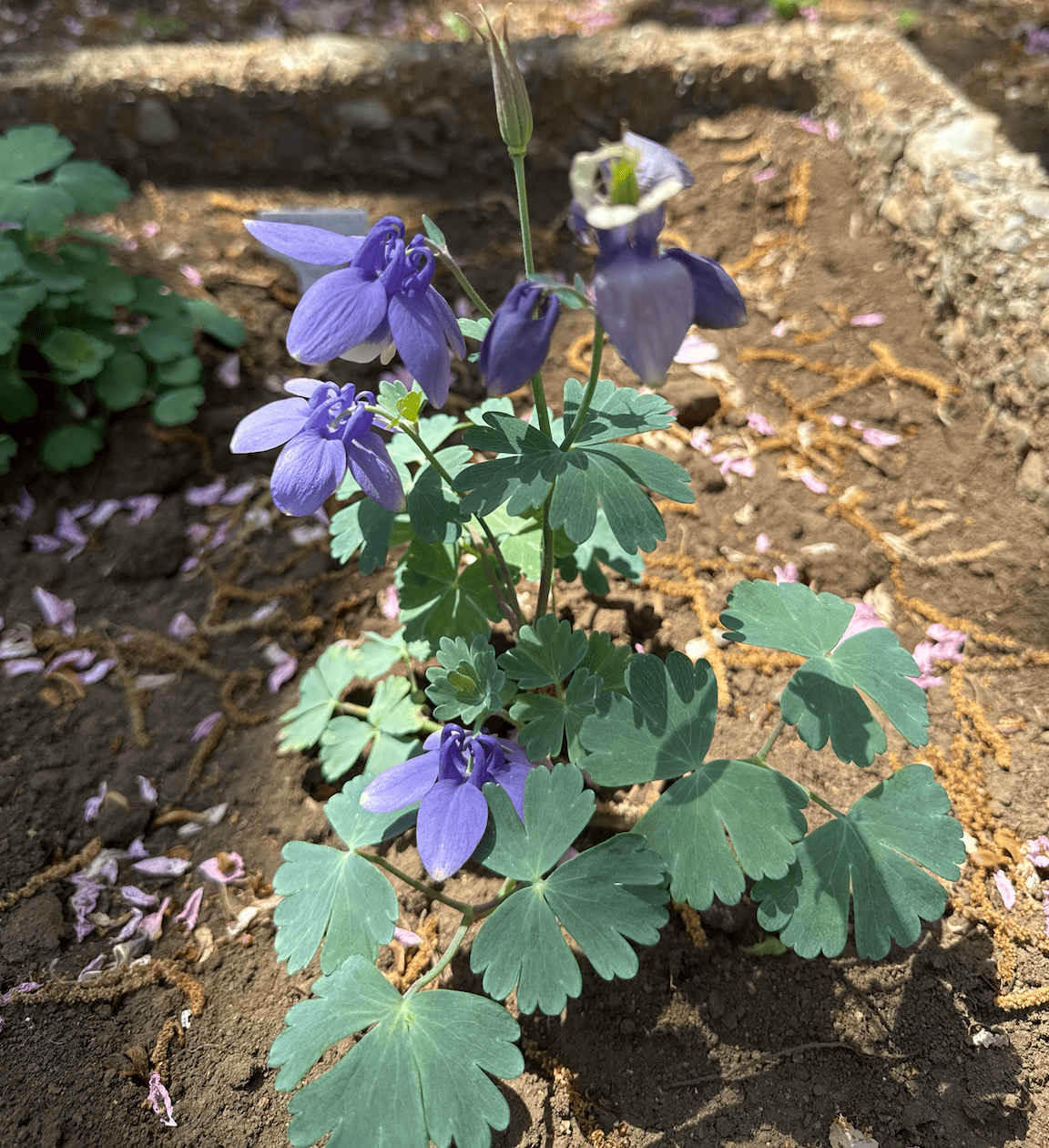 毒があるものもあるので要注意よもぎに似ている植物28種類を比較してみた【よもぎの見分け方】 - yomogi-base