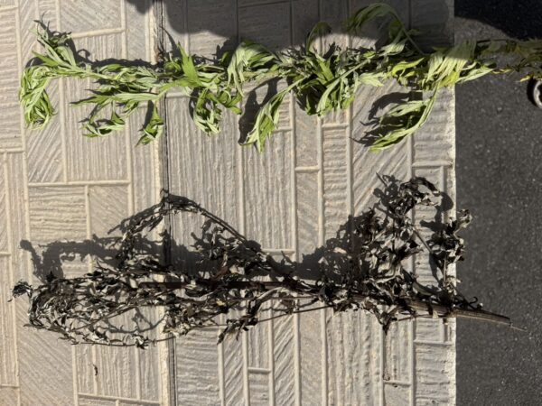 【質問回答】よもぎは天日干しと陰干し、どっちがいいの？→用途によって使い分けましょう - yomogi-base